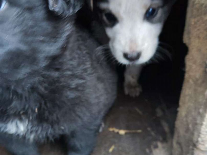 Мальчик Кутёнок Маленький