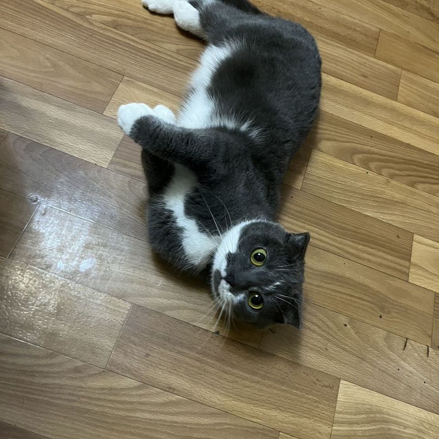 Британка вязка