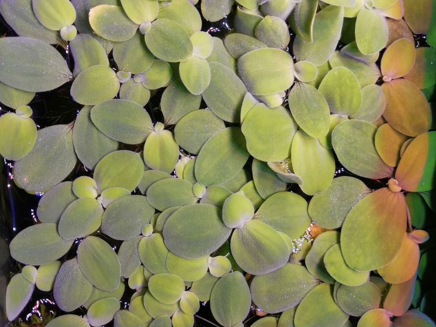 Водоросли для аквариума