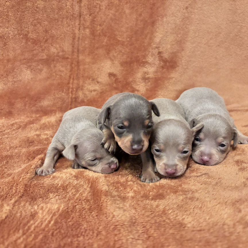 Русский той-терьер, щенок