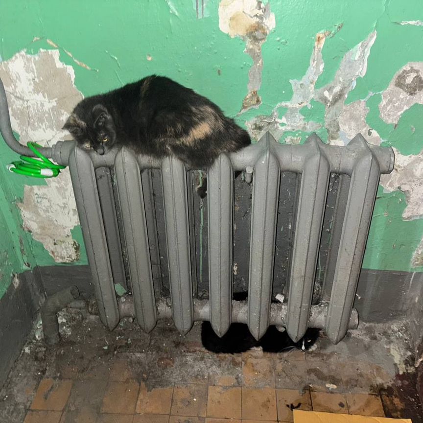Кошки Отдаем кошек из подъезда в добрые руки