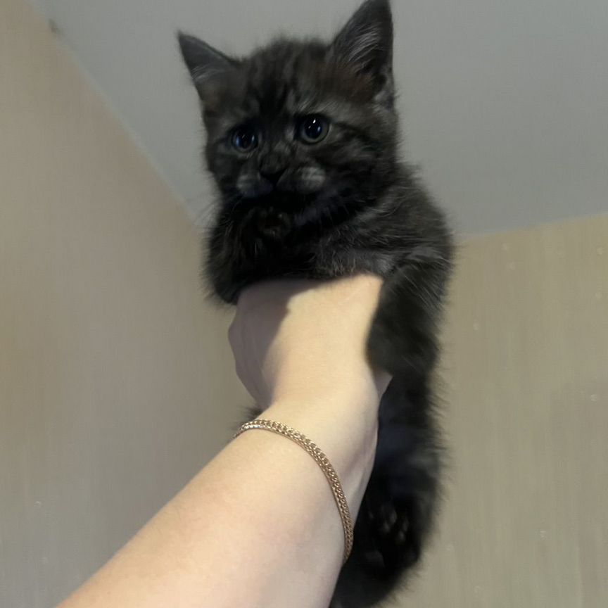 Отдам котенка в добрые руки
