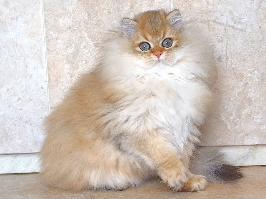 Золотые британские котята