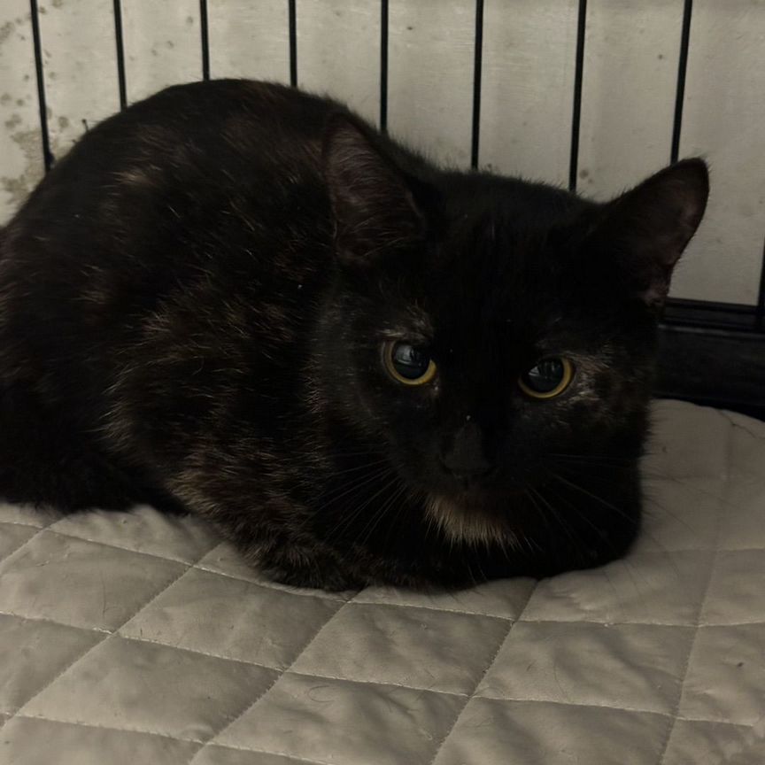 Кошка в добрые руки