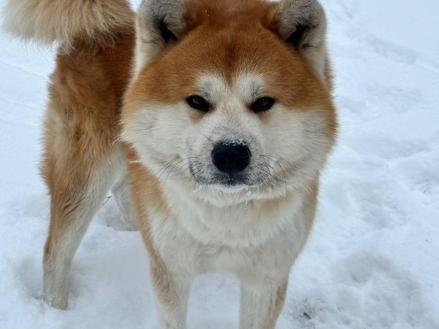 Акита Ину вязка