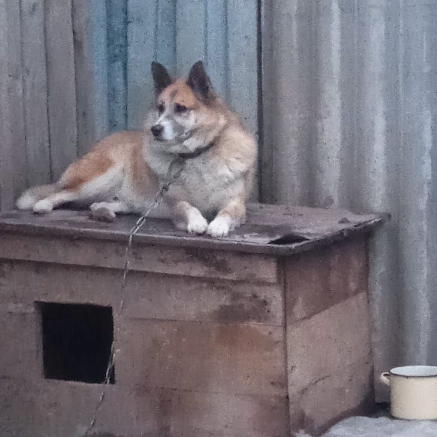 Собачка мальчик