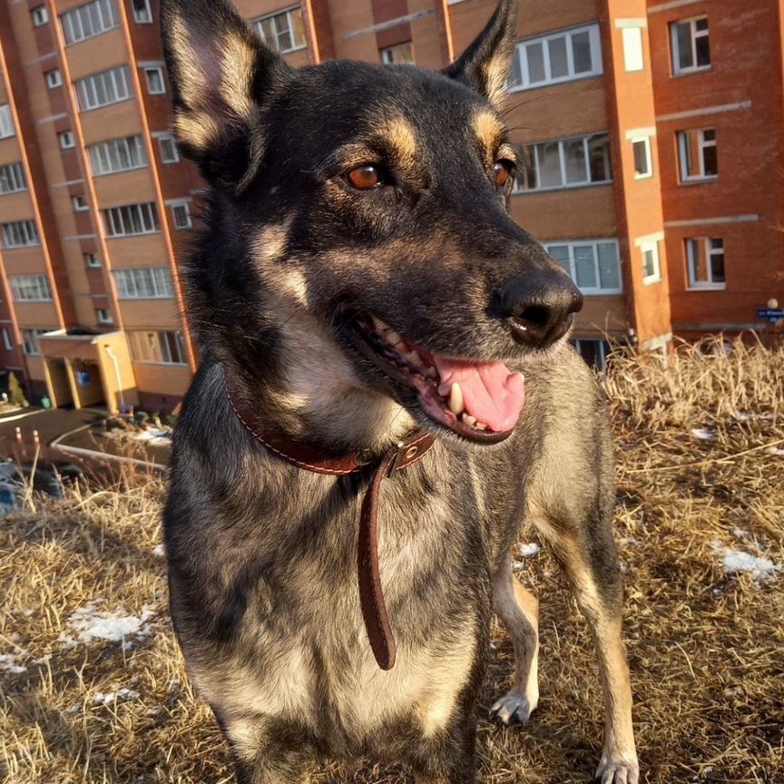 Немецкая овчарка, взрослая собака