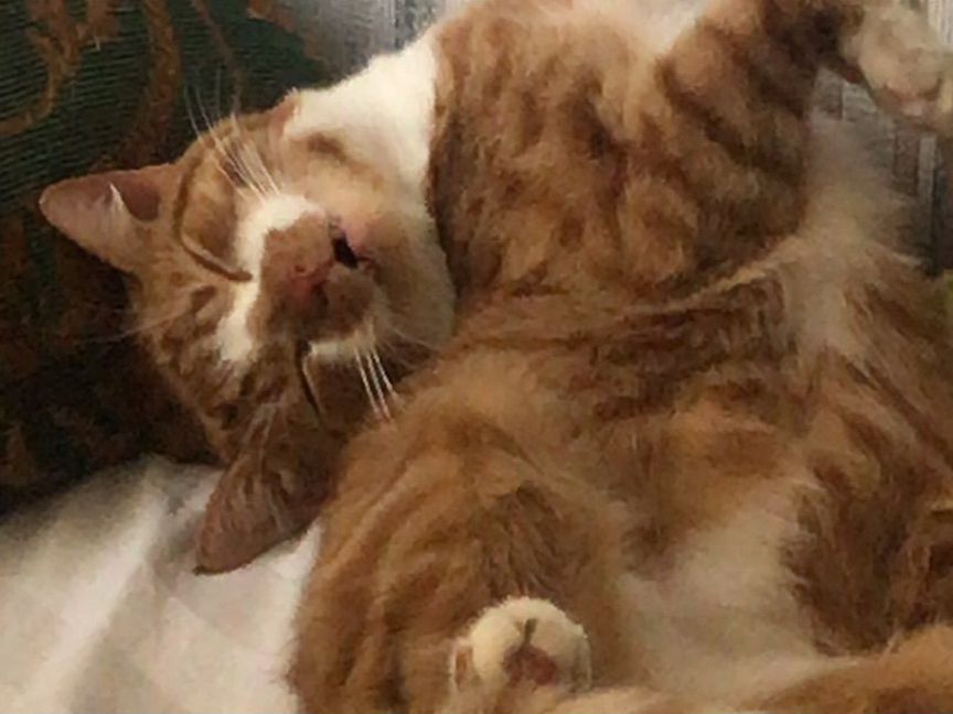 Кот персик