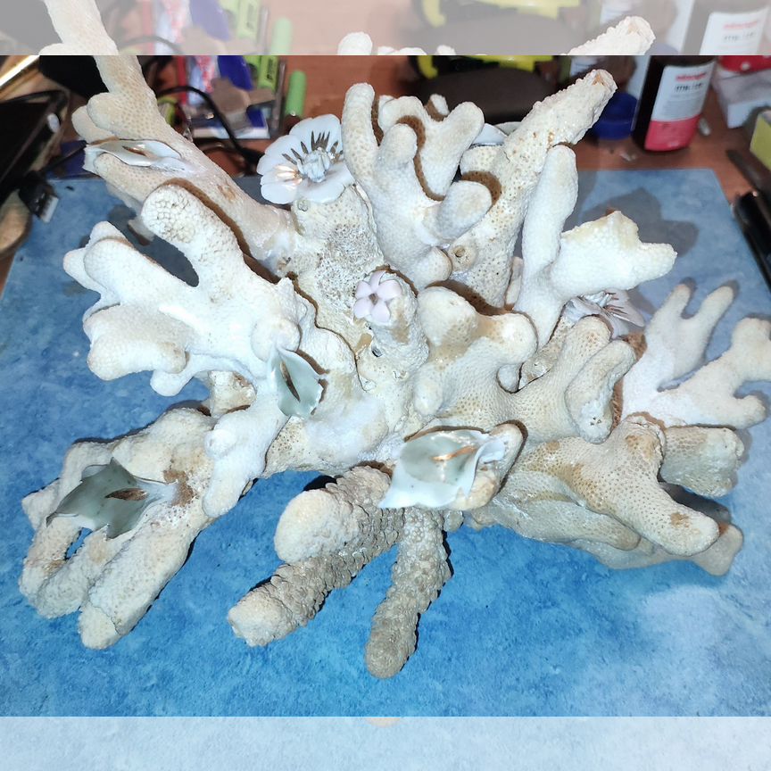 Морские кораллы