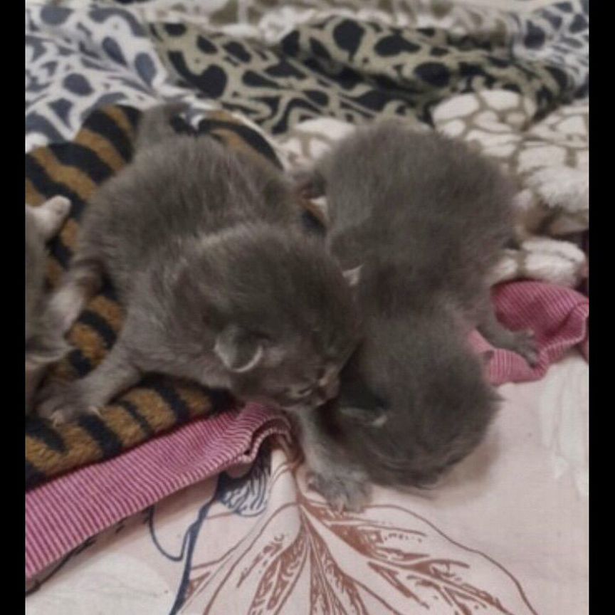 Котята в добрые руки