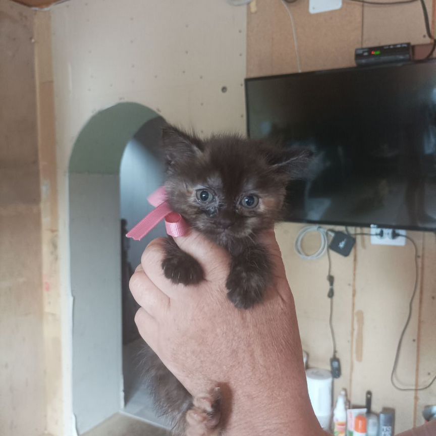 Британские котята