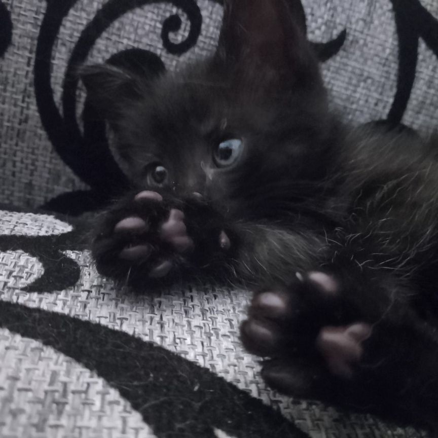 Котенок