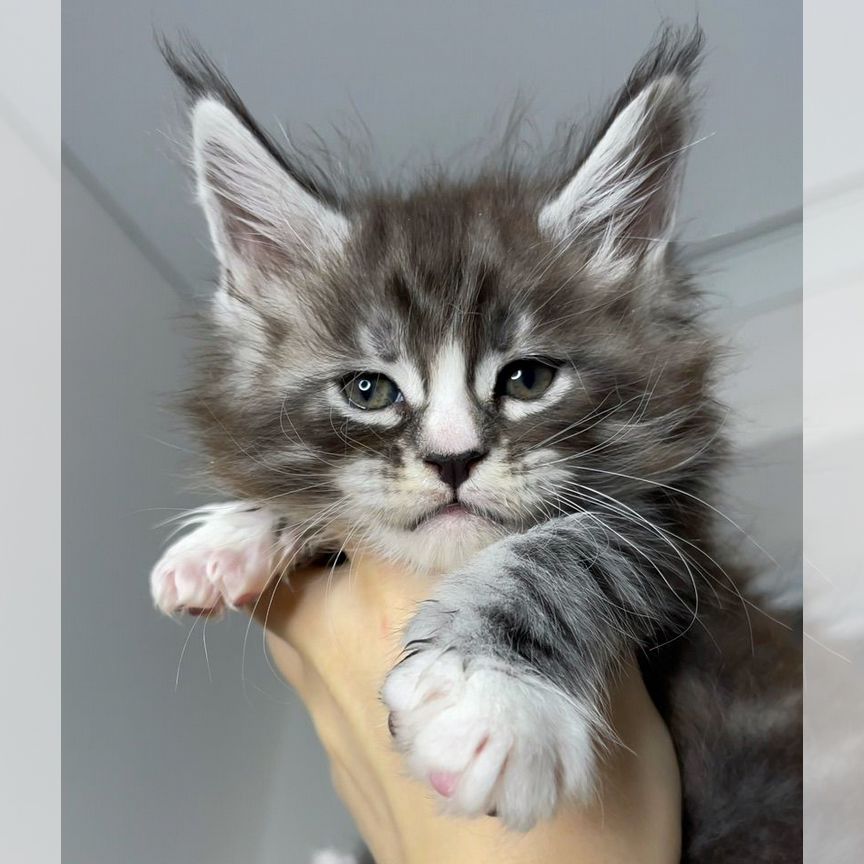 Мейн-кун котёнок