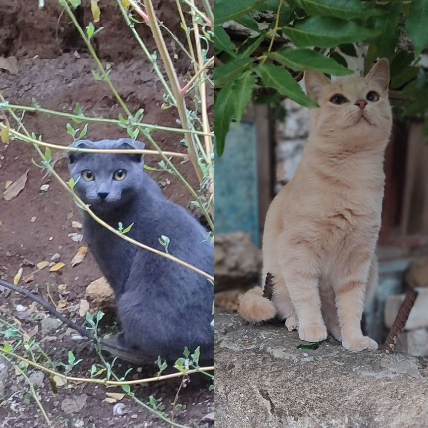 Шотландские котята в добрые руки