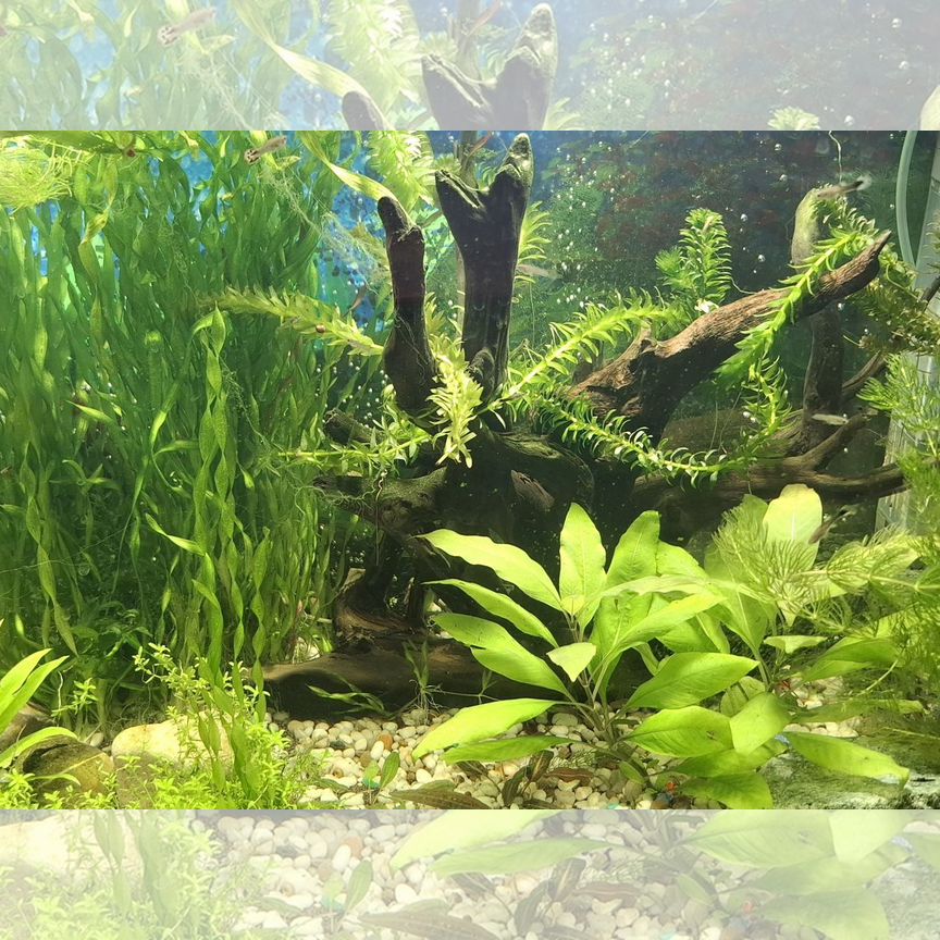 Аквариумные рыбки и растения