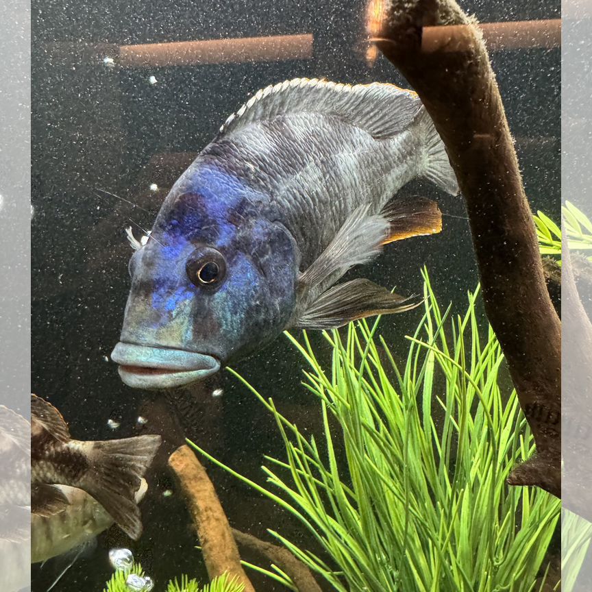 Аквариумная Рыба цихлида ливингстона