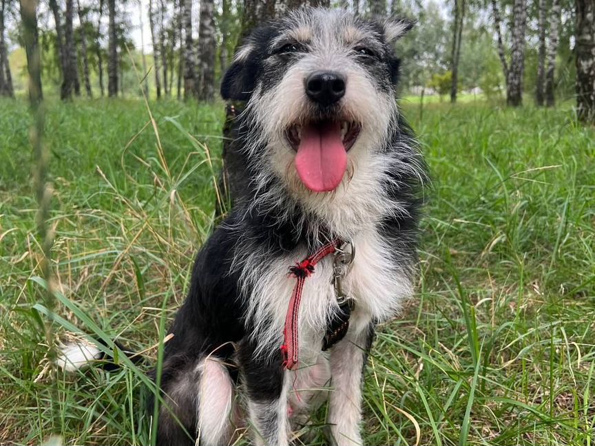 Шкипер - не упусти свое счастье