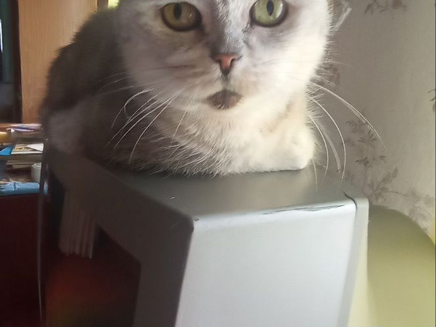 Кошка британская короткошёрстная