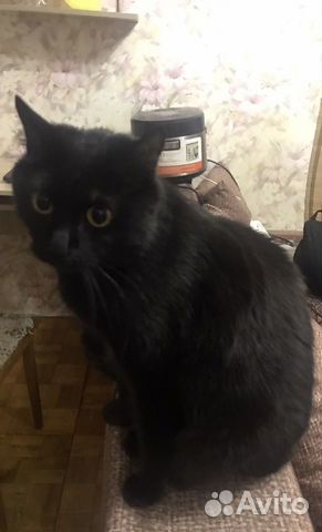 Кот