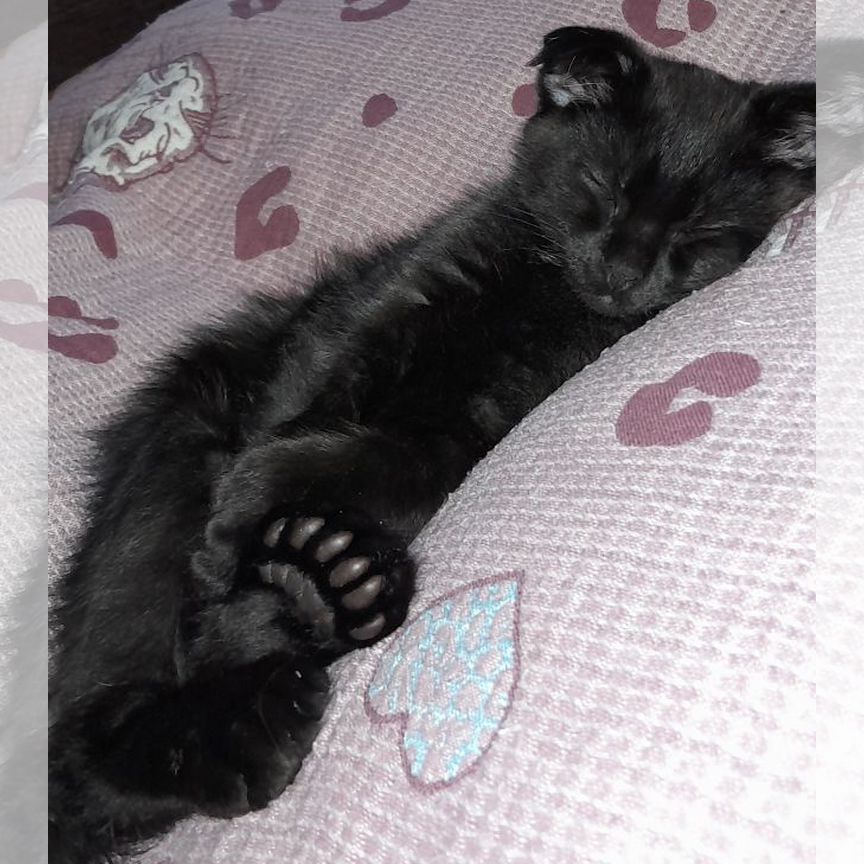 Удивительный котик полидакт