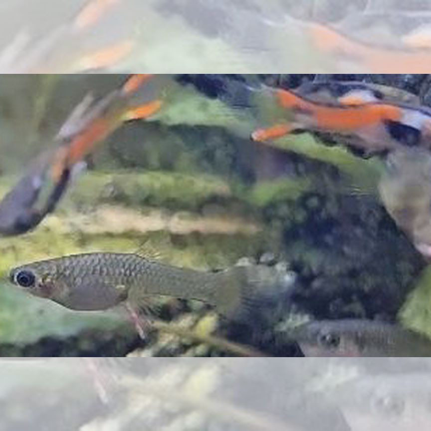 Гуппи эдлера