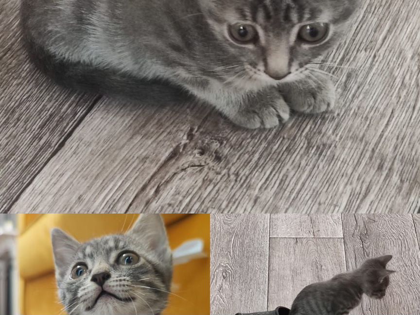 Котенок в добрые руки (девочка)