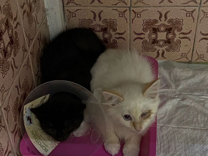 Больные бездомные котята погибали