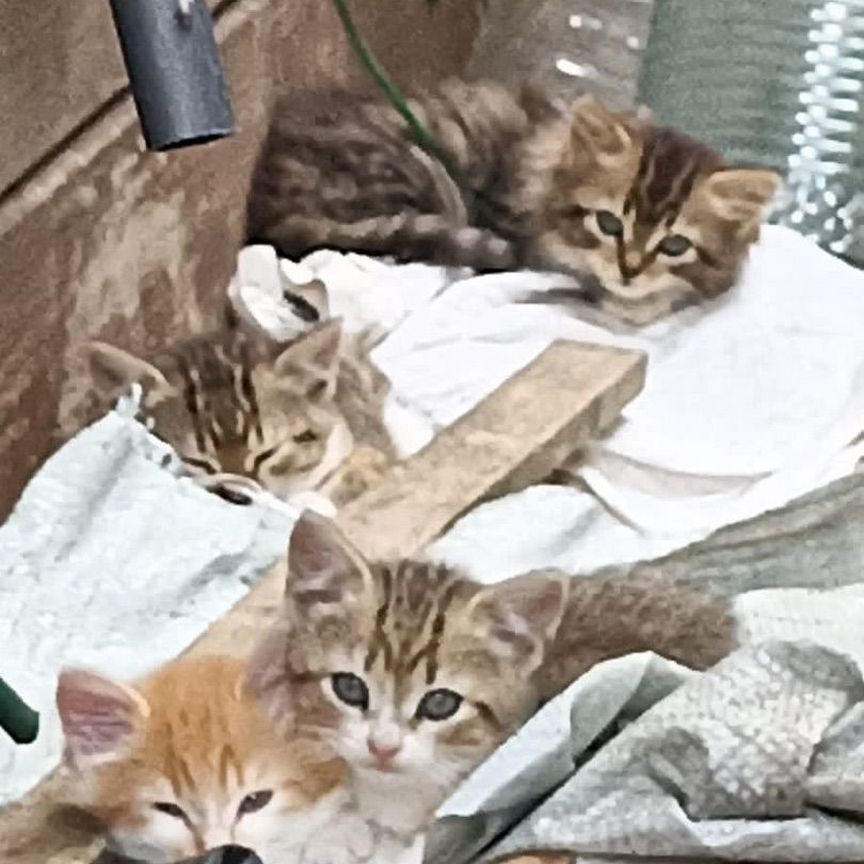 Котята в добрые руки даром
