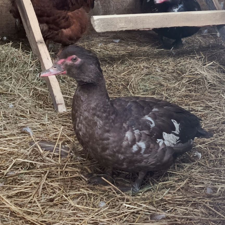 Индоутки Красный Бык