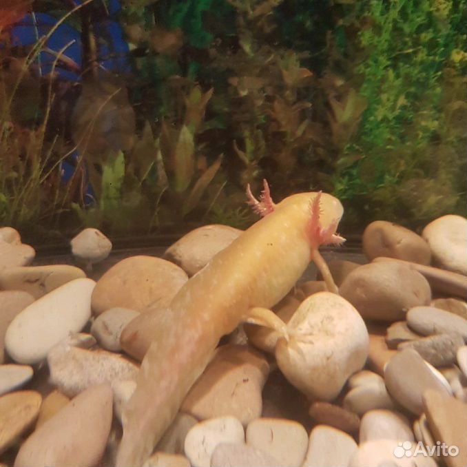 Аксолотль с аквариумом