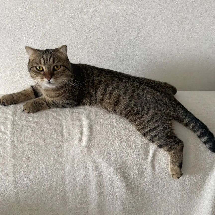 Британская короткошёрстная, взрослая кошка