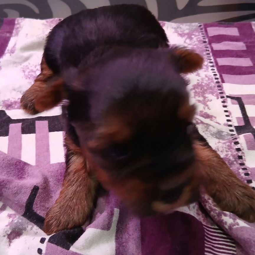 Йоркширский терьер, щенок