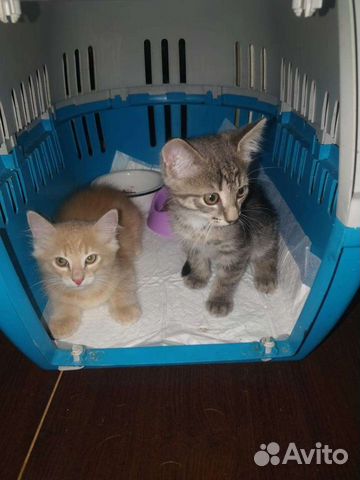 Ручные котята ищут дом