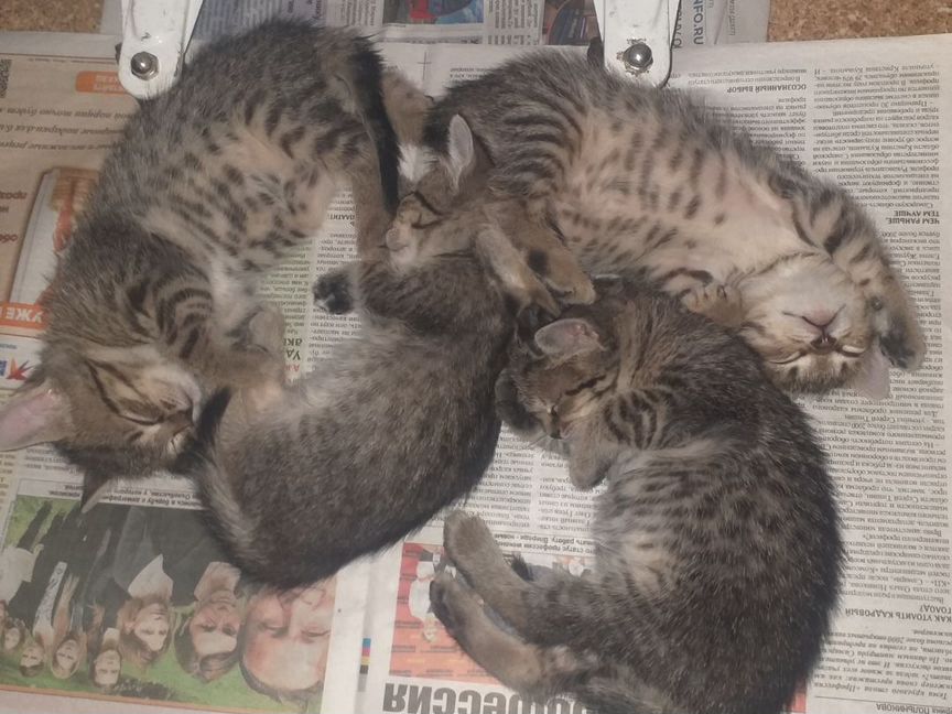 Котята в добрые руки бесплатно