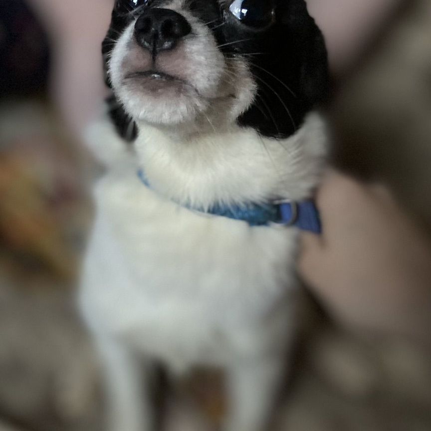 Чихуахуа дир