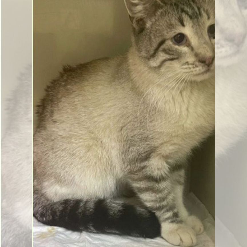 Тайский, взрослый кот