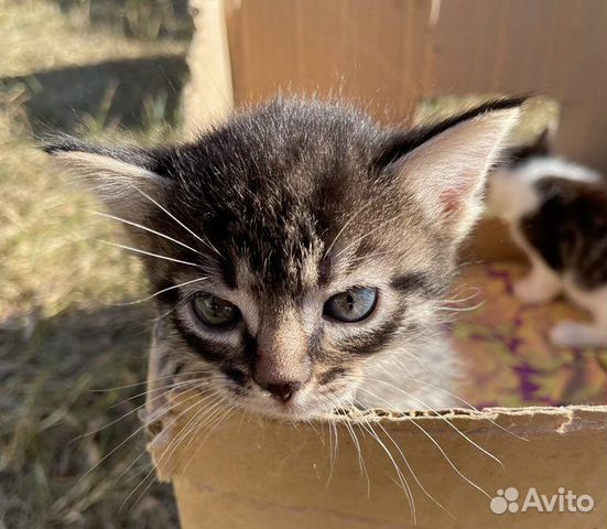 Котенок-девочка 1 месяц от умных родителей