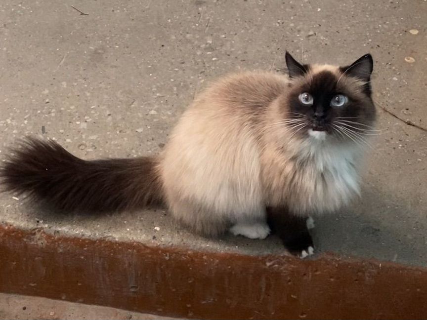 Отлам в добрые руки