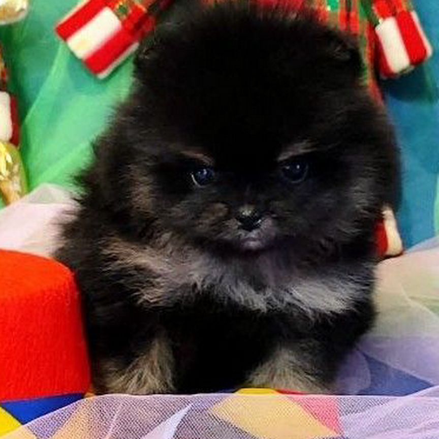 Померанский шпиц, щенок