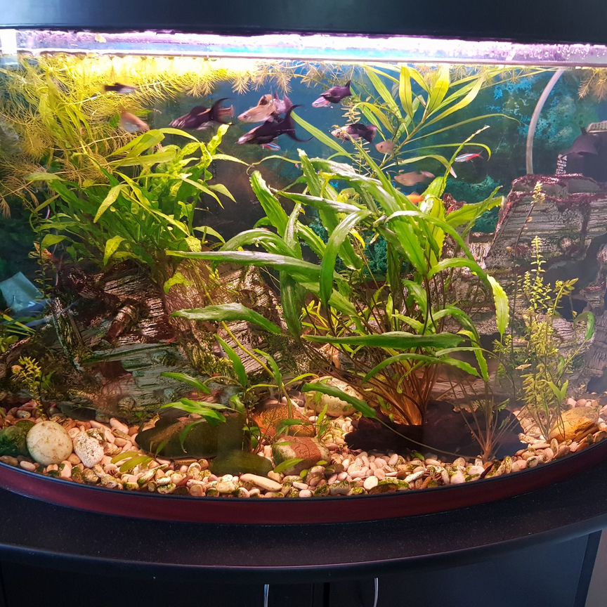 Аквариум с тумбой зелаква 120л