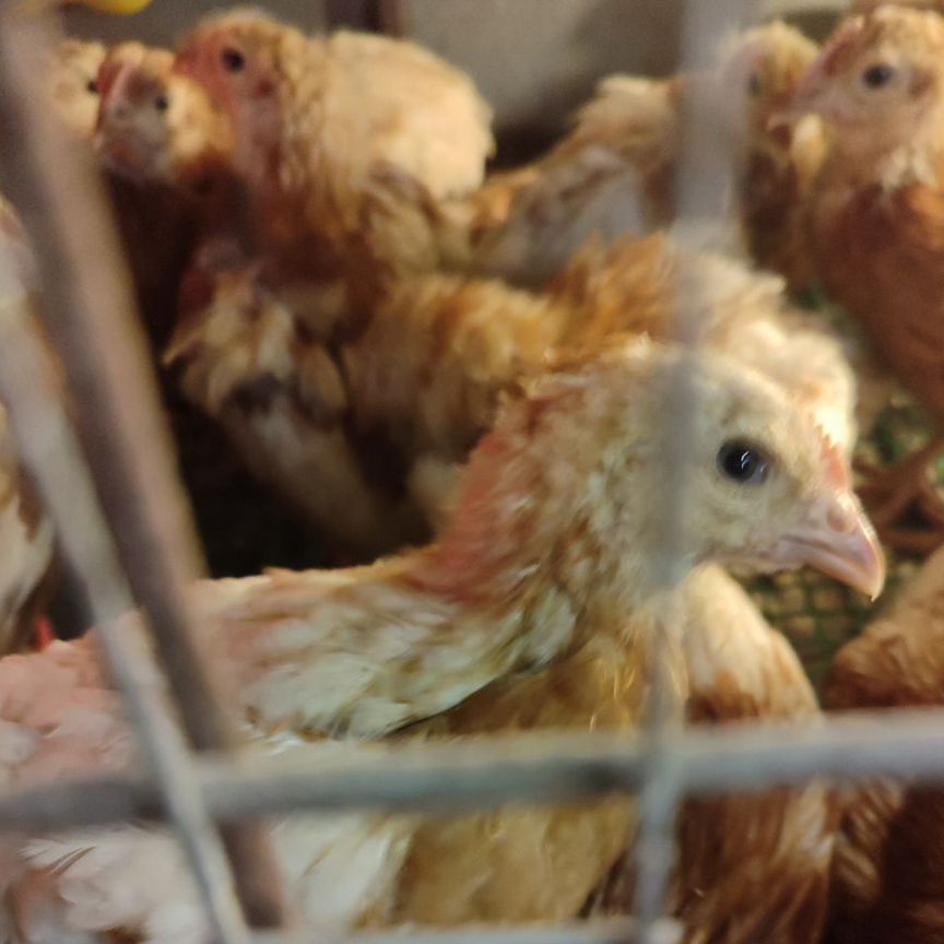 Цыплята несушки