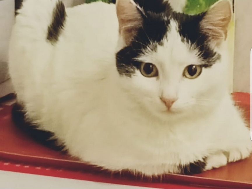 Кошка ласковая ищет дом