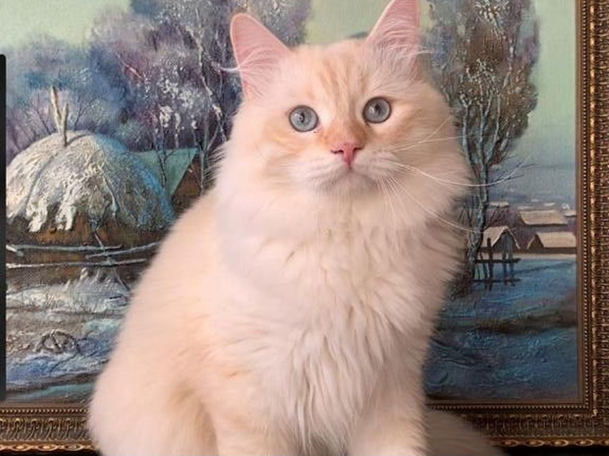 Невский маскарадный кот