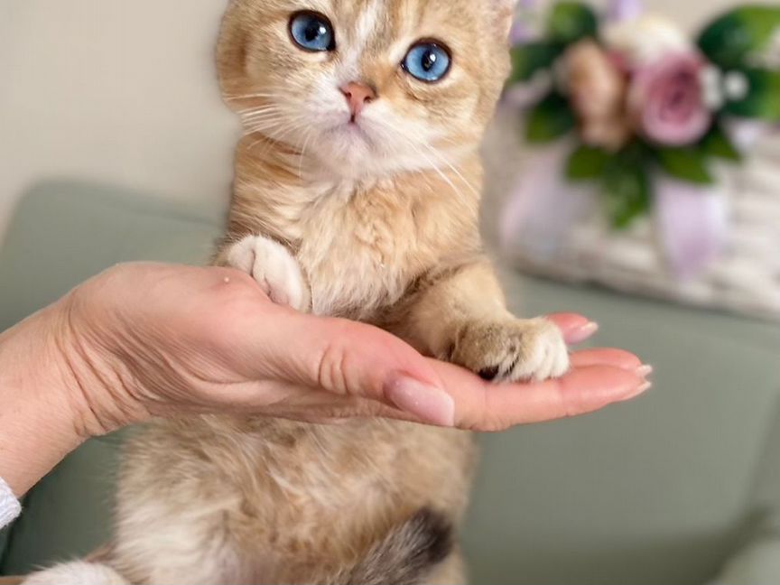 Голубоглазый котенок