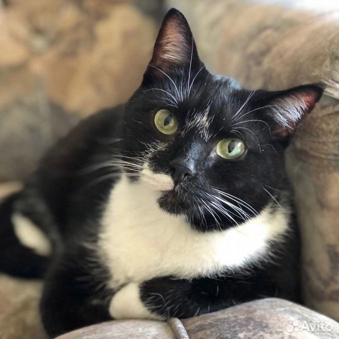 Дружелюбный кот Граф в добрые руки