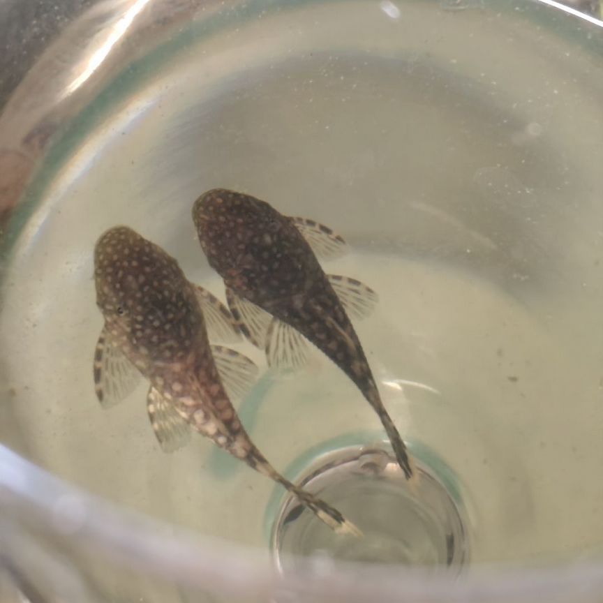 Анциструс сомики