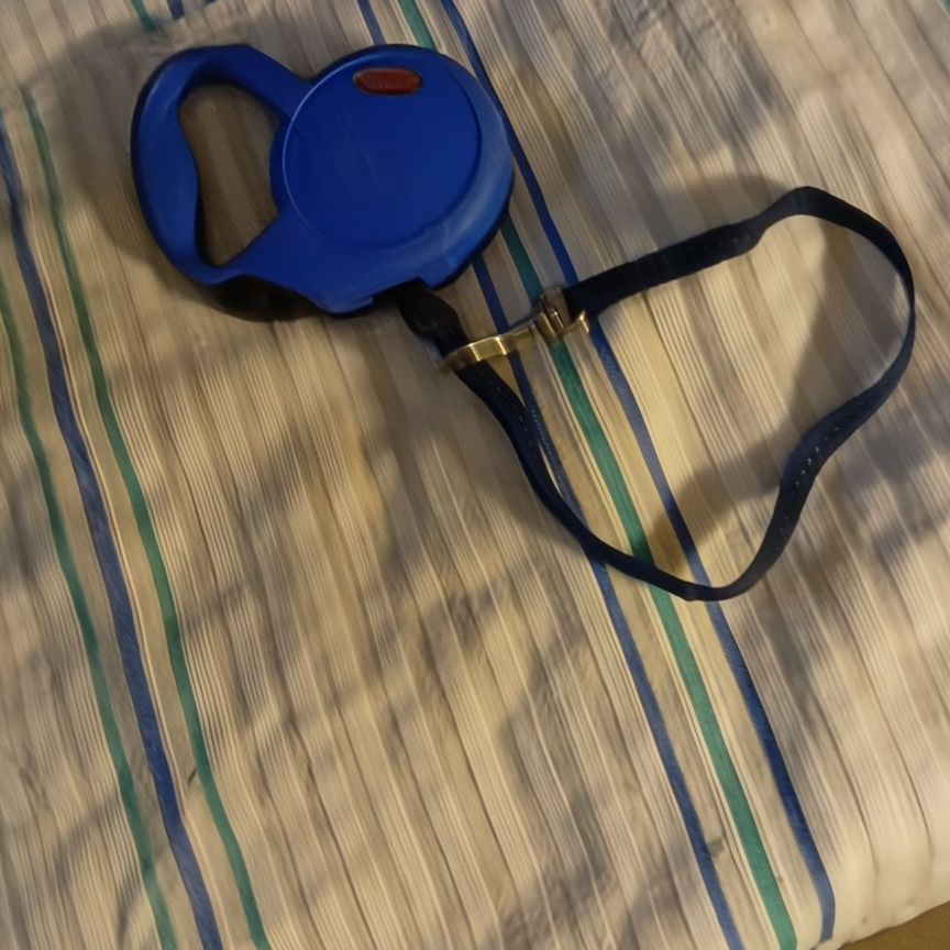 Ошейник и поводок для собак