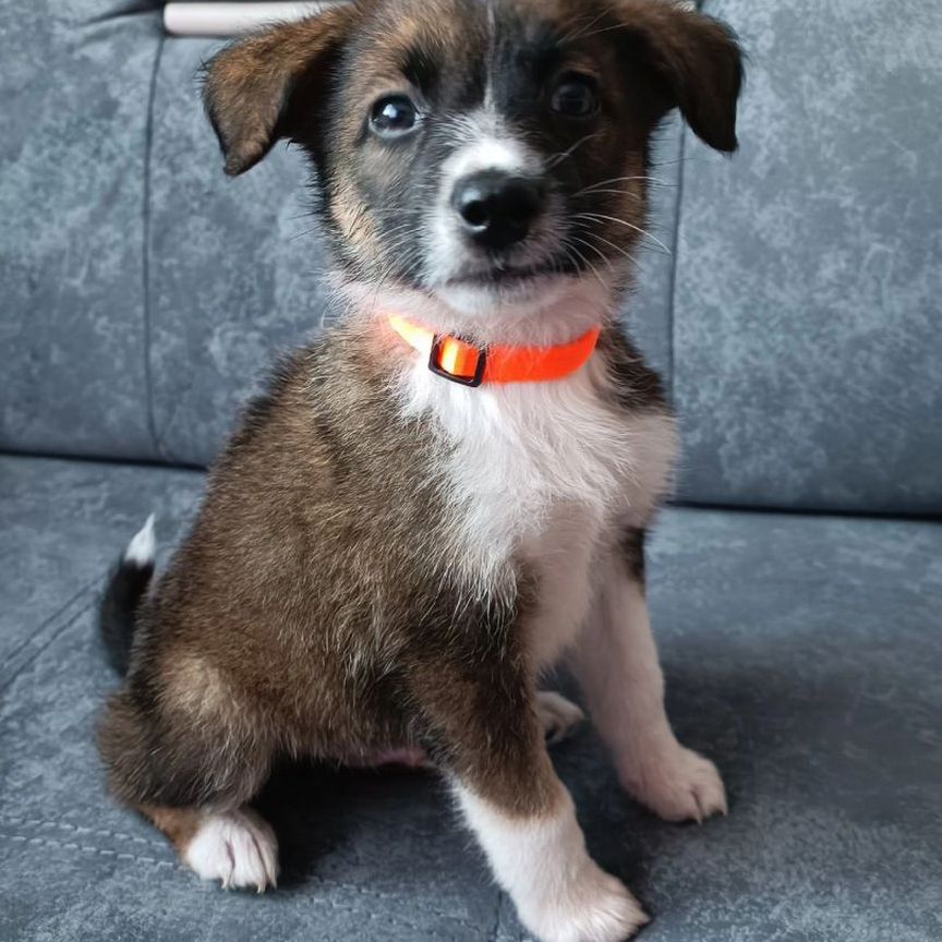 Кобель 1,5 месяца