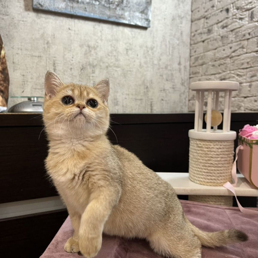 Шотландская золотая шиншилла кошечка