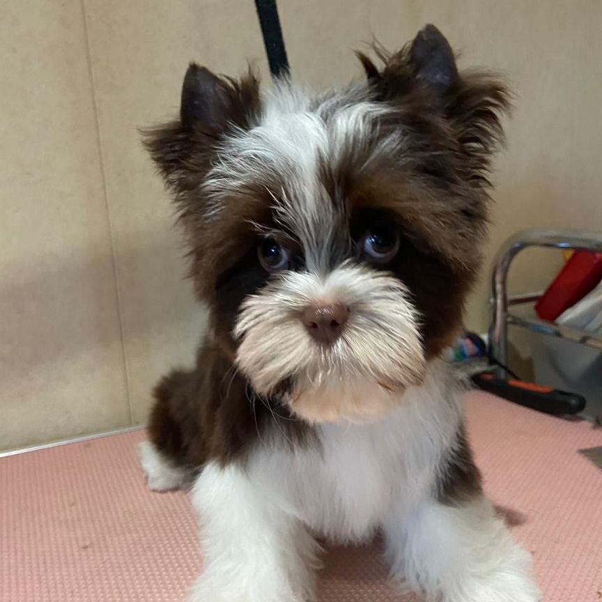 Цветной йорк мальчик щенок